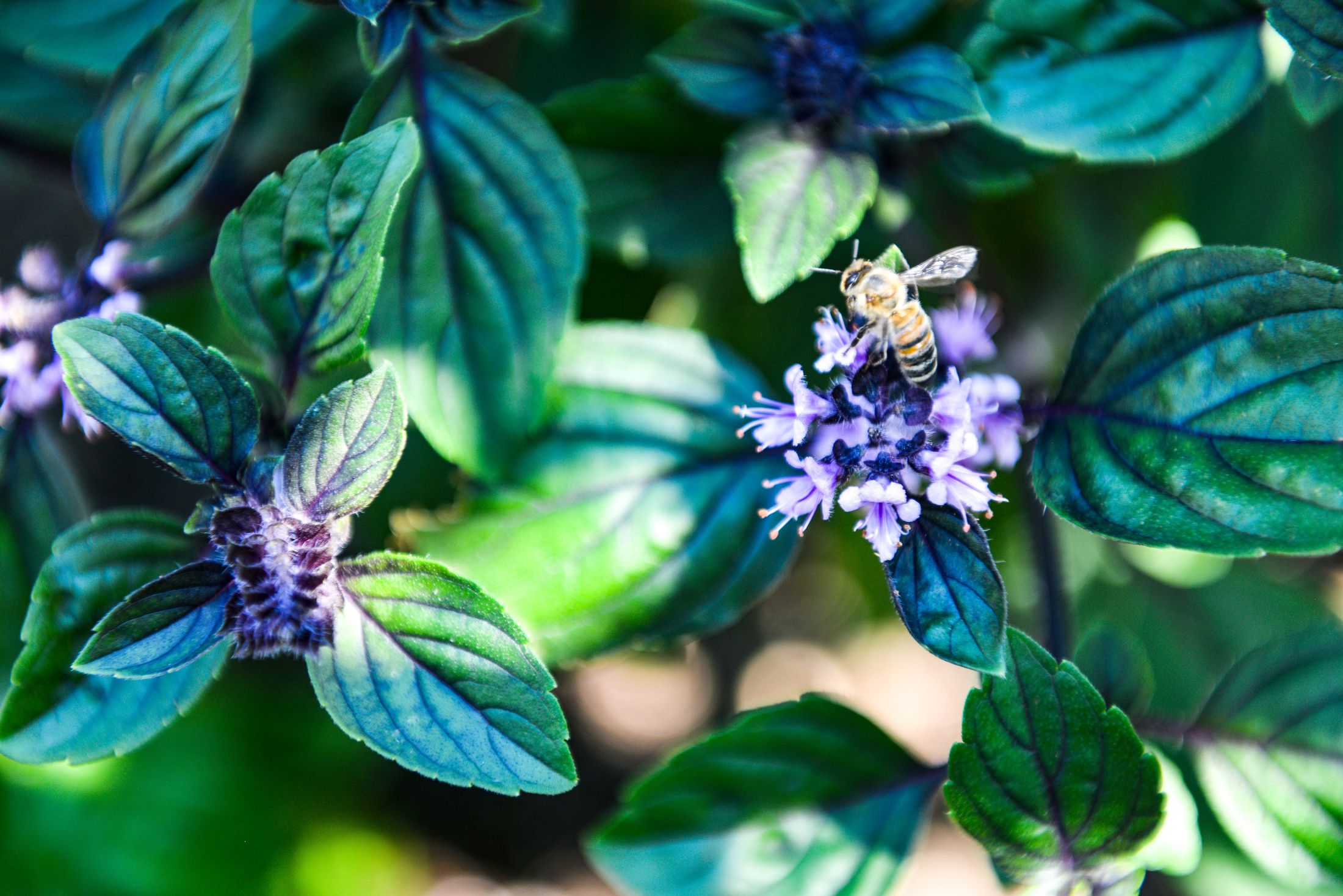 How to Use African Blue Basil: A Gut-Healing Chutney Recipe to Preserve ...