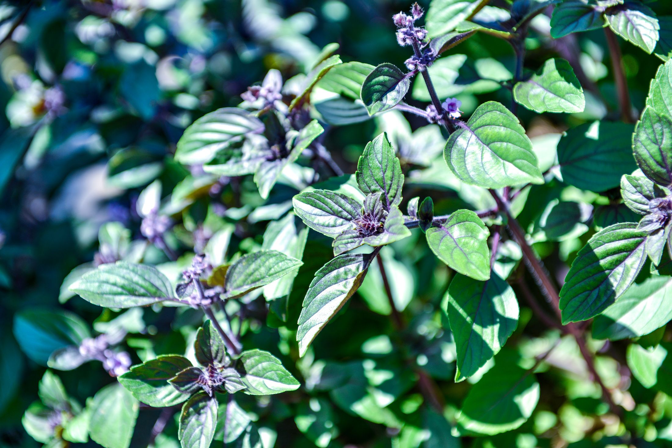 How to Use African Blue Basil: A Gut-Healing Chutney Recipe to Preserve ...